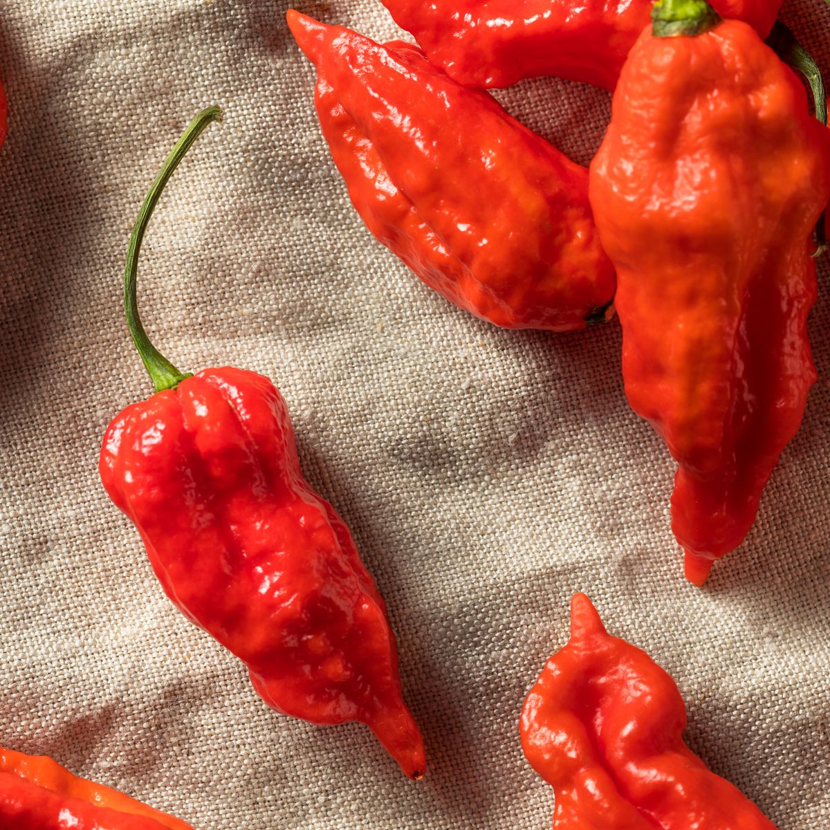 Bhut Jolokia: Verwendung, Geschmack & Ersatz