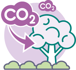 CCF - Clyde Climate Forest