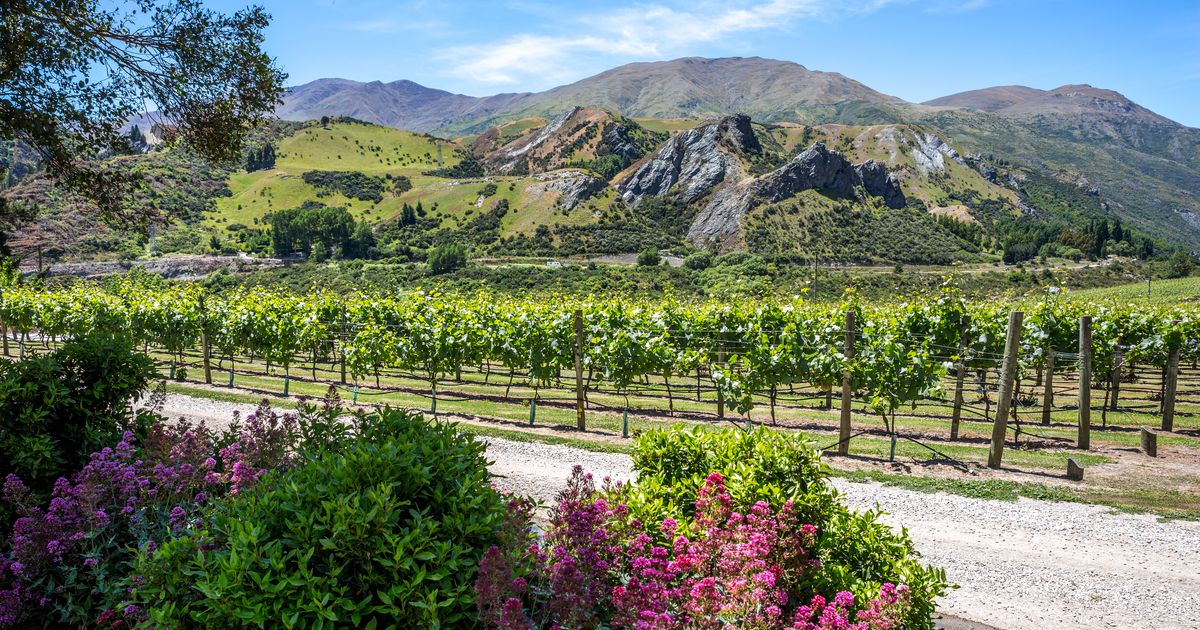 Explore Gibbston Valley's wineries | Love Queenstown