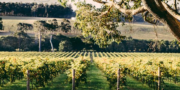 Vineyard set among hills with tree and bunch of rocks in the foreground