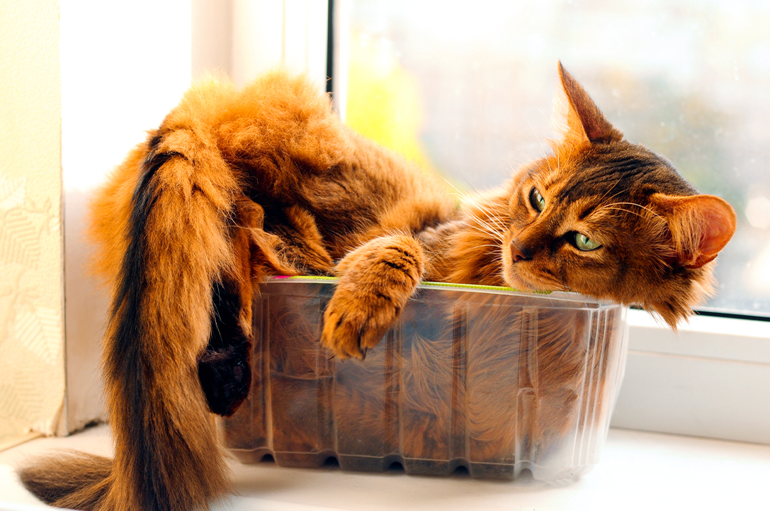 Red Somali Cat Outside