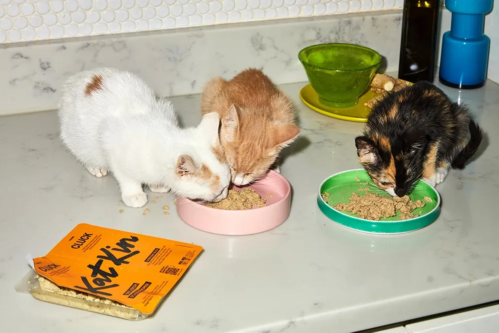 KatKin vs Felix: what’s the best food for my cat? | KatKin