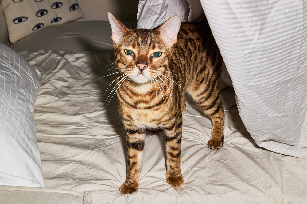 Guide to catnip: what is it & what does it do to cats? | KatKin