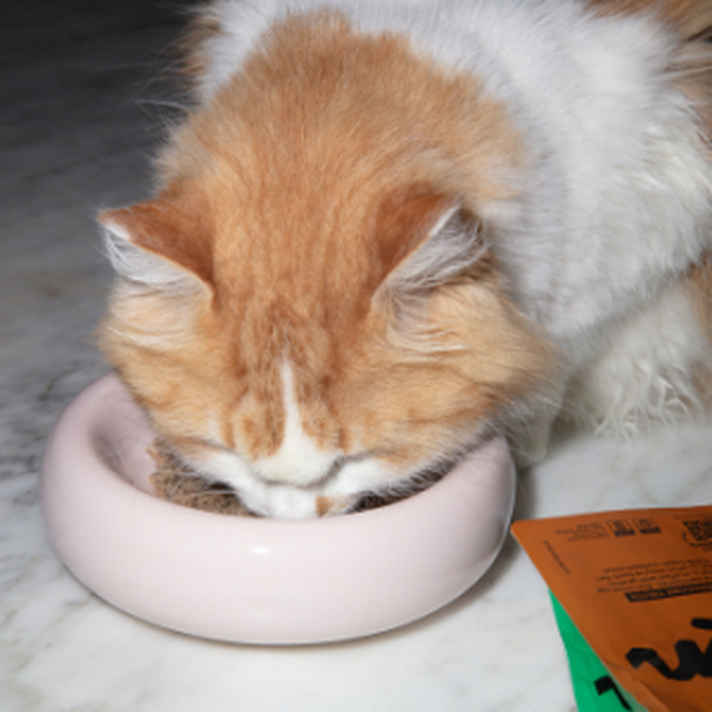 A fresh take on cat health