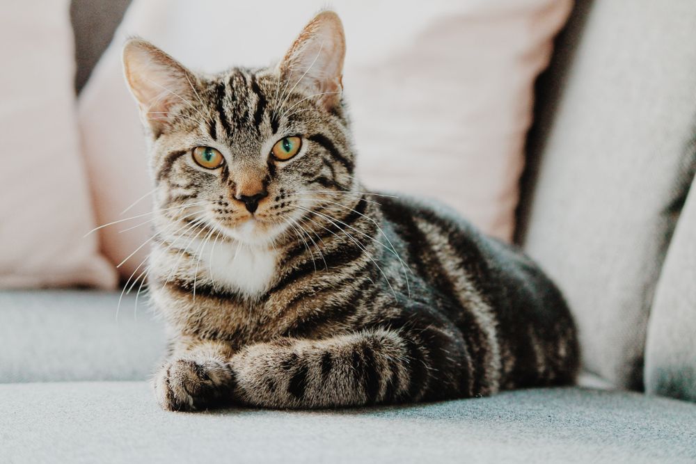 Understanding fussy cats & changing to fresh food | Fresh cat food | KatKin