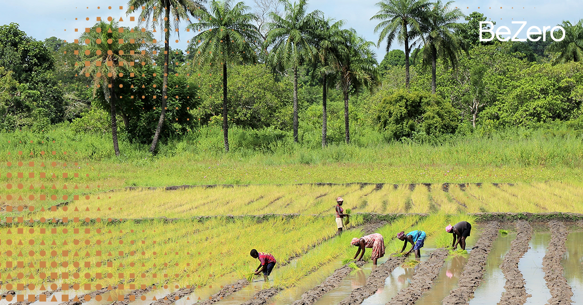 Introducing BeZero’s NDC data framework | BeZero Carbon