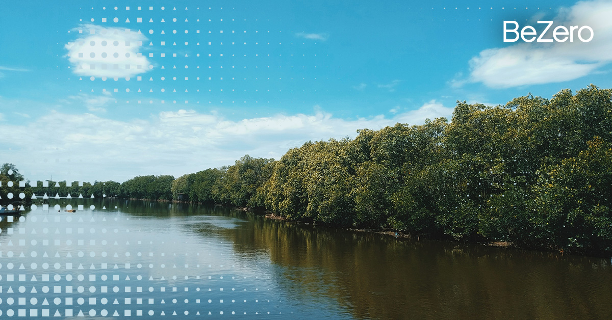 Introduction to Blue Carbon Ecosystems | BeZero Carbon