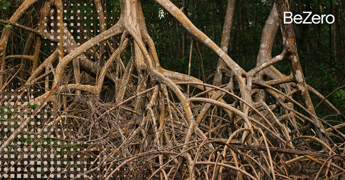 Rethinking Biodiversity With SDGs 14 & 15 | BeZero Carbon