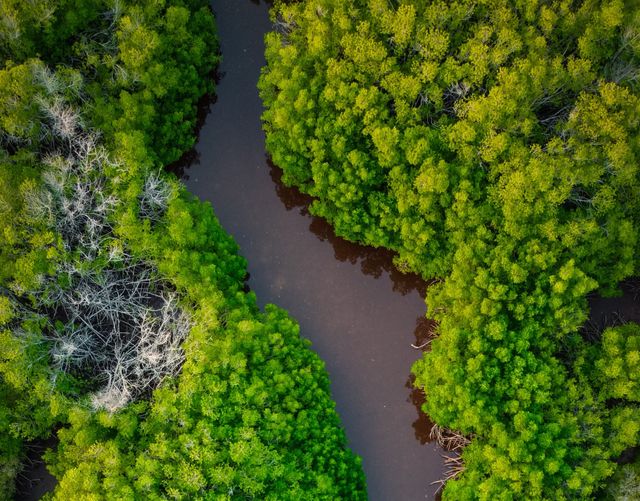 Project Developers Now Listed on BeZero's Platform | BeZero Carbon