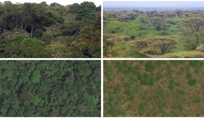 Forest Change in Drylands | BeZero Carbon