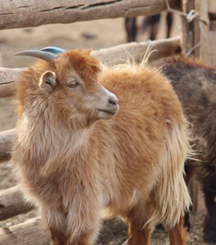 What is Cashmere and How is it Made? | Brora