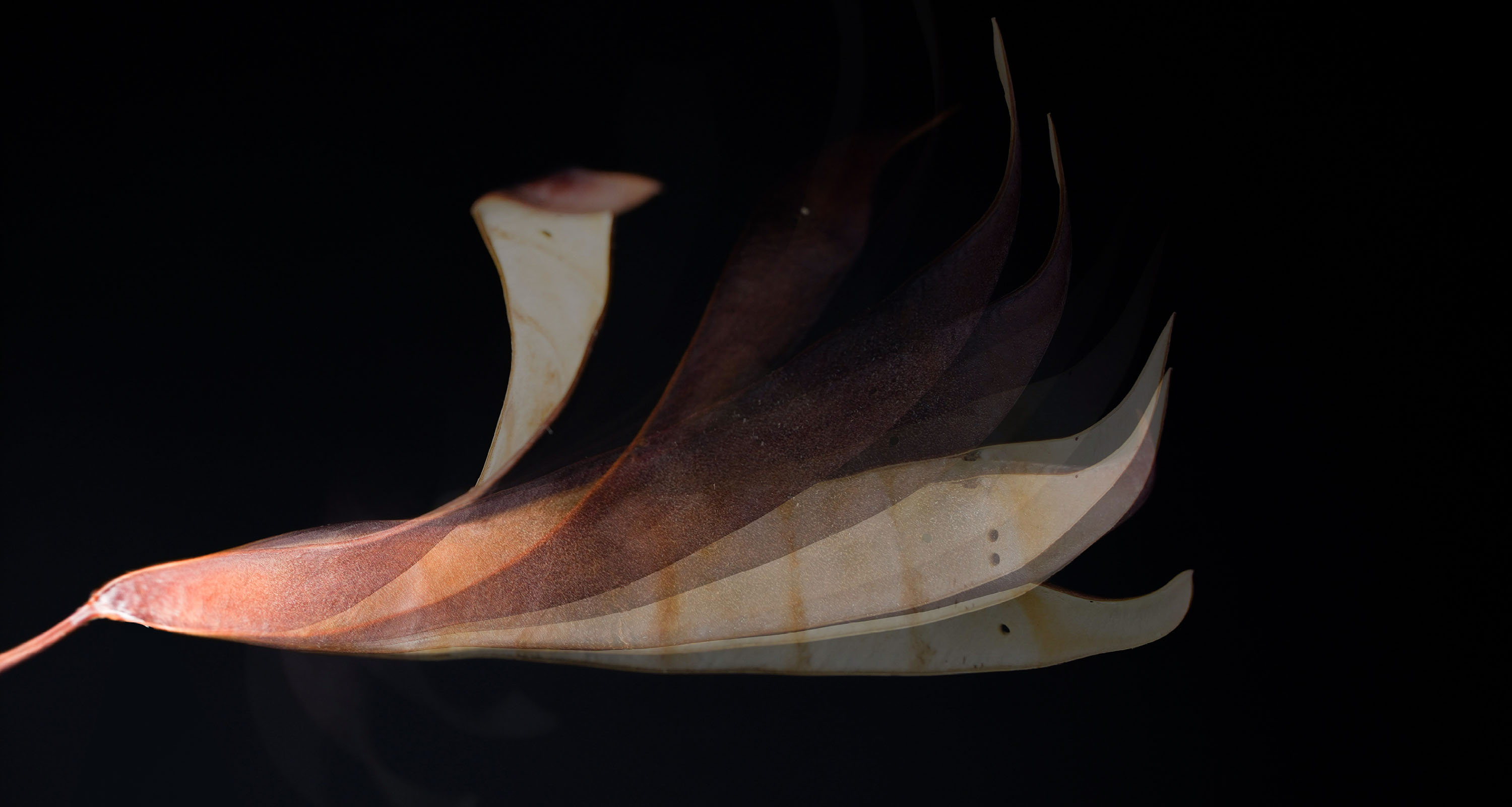 Automorph Network - London Design Biennale