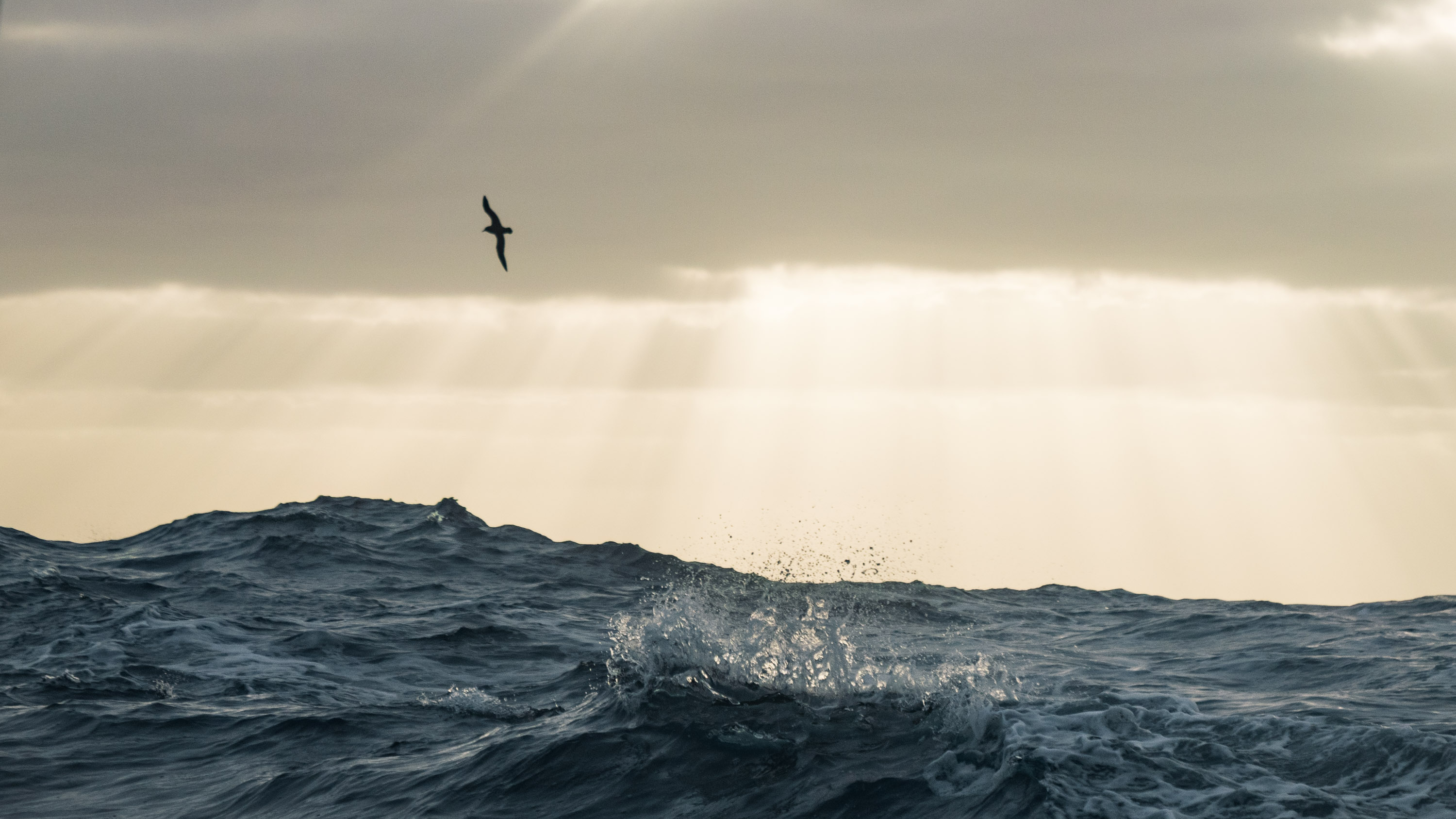 The Story of The Albatros | Team Malizia & Boris Herrmann Racing ...