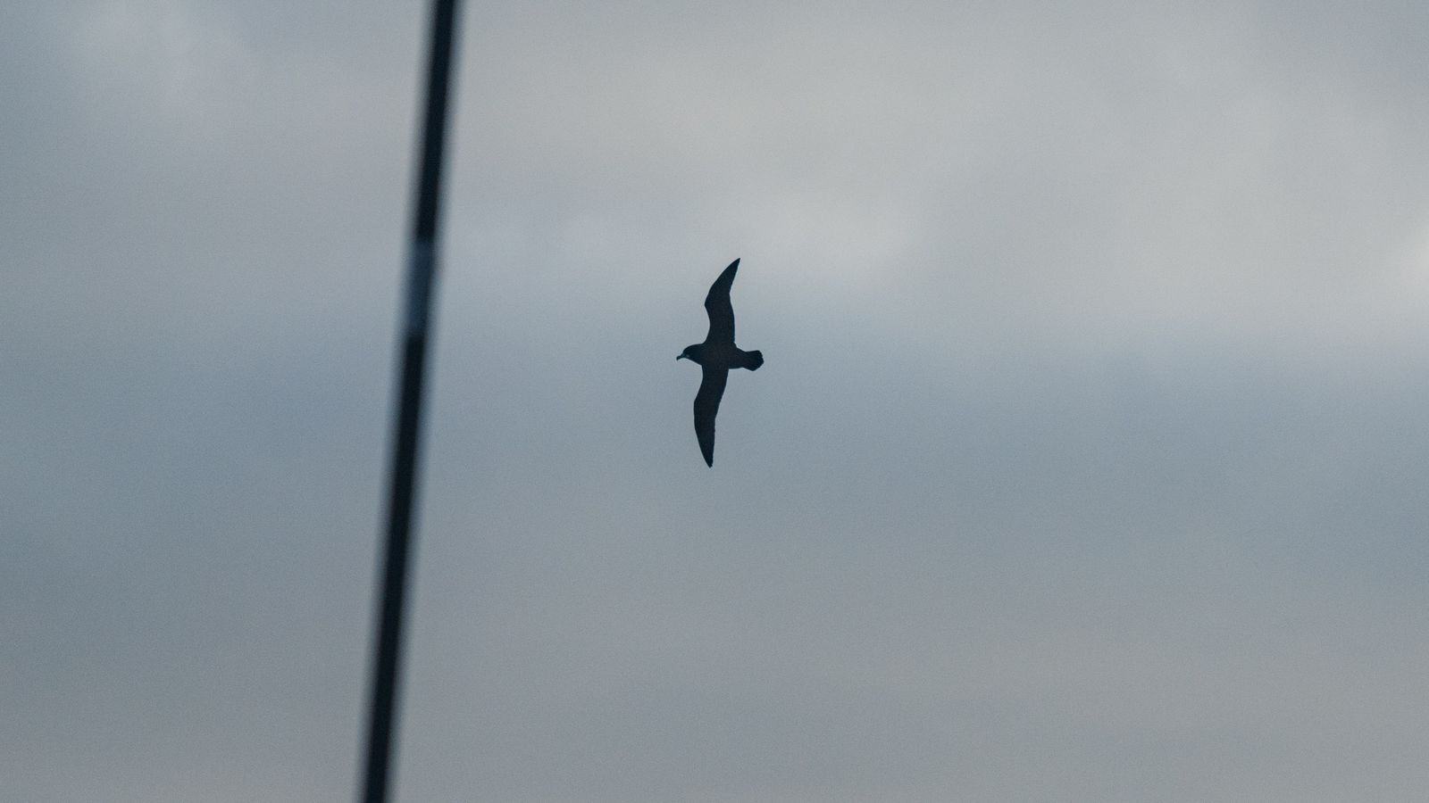 The Story of The Albatros | Team Malizia & Boris Herrmann Racing ...