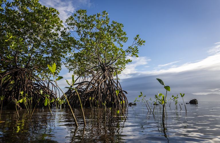 Mangroves Forest Calculating The Surprising Value Of A Mangrove Forest