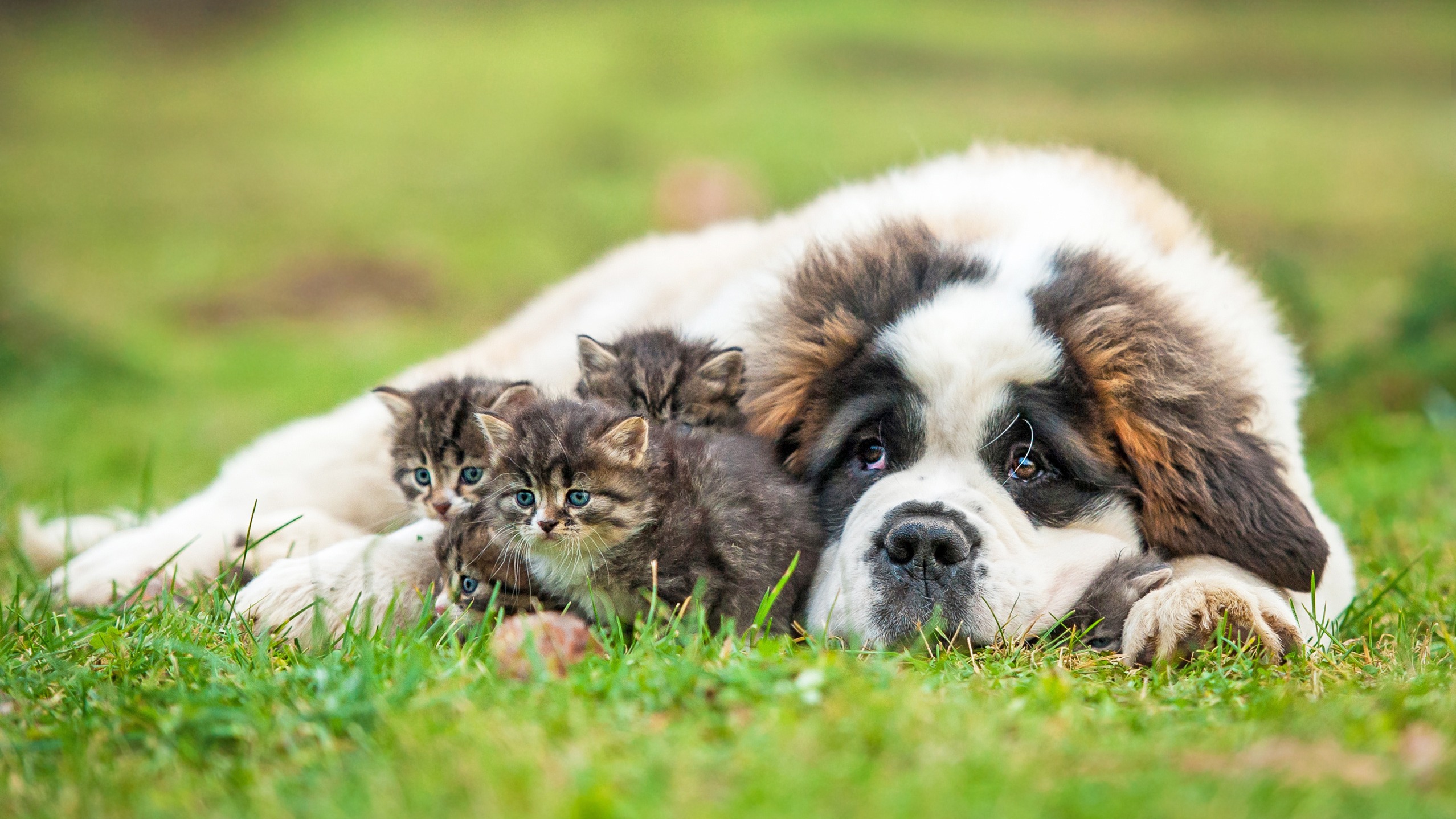 Companions - Animal Specie - Biochem