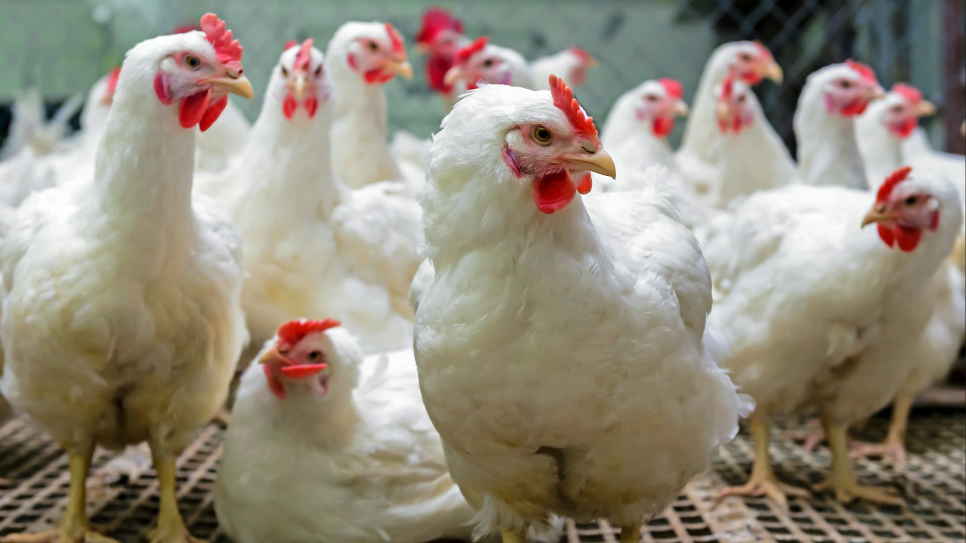 Poultry - Animal Specie - Biochem