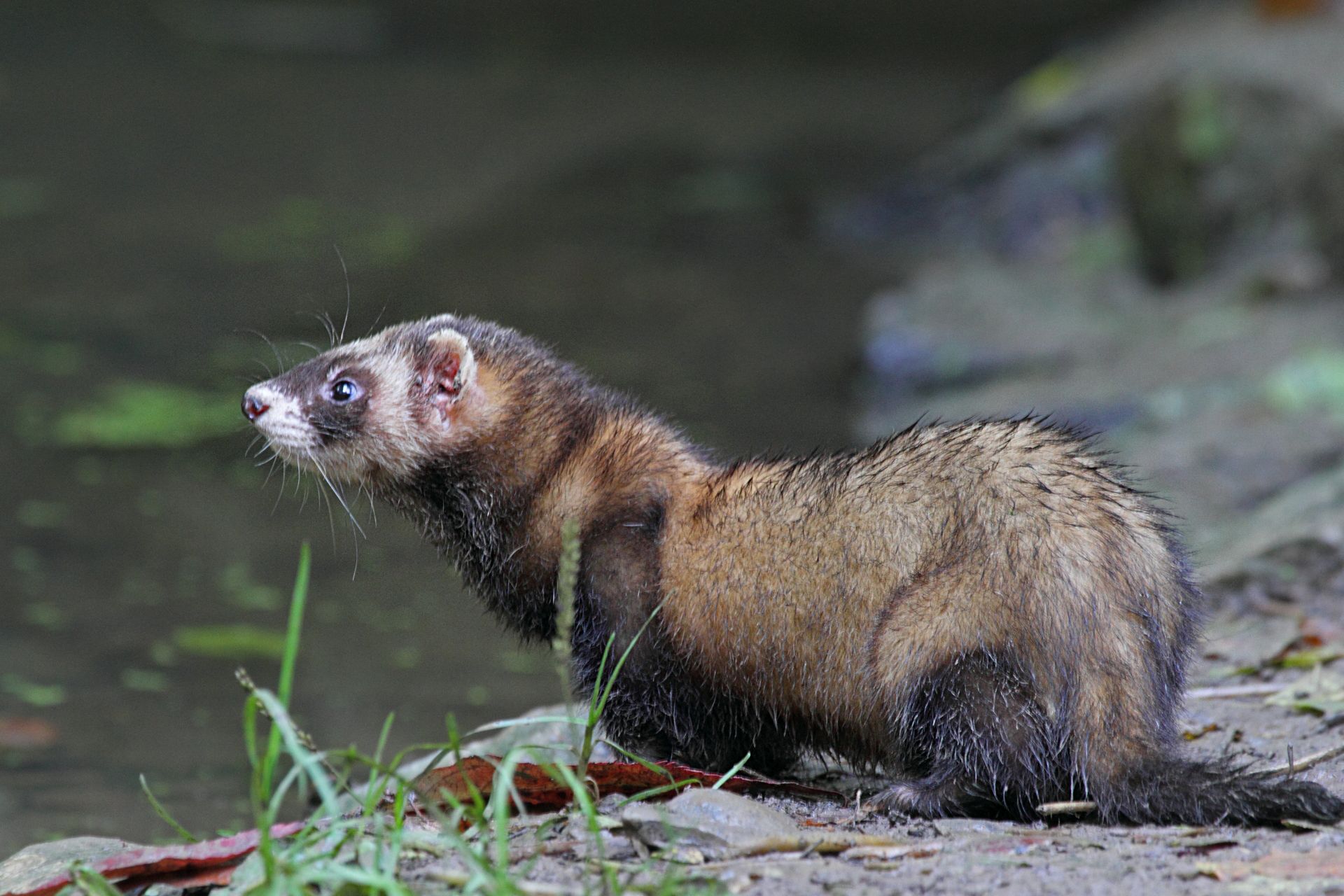 Der Iltis ist Tier des Jahres 2024 – Liechtensteinische Gesellschaft ...