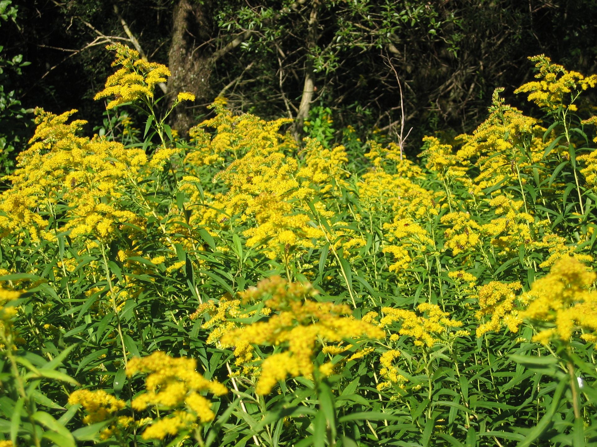 Neophytenbekämpfung im Bannriet – Liechtensteinische Gesellschaft für Umweltschutz LGU