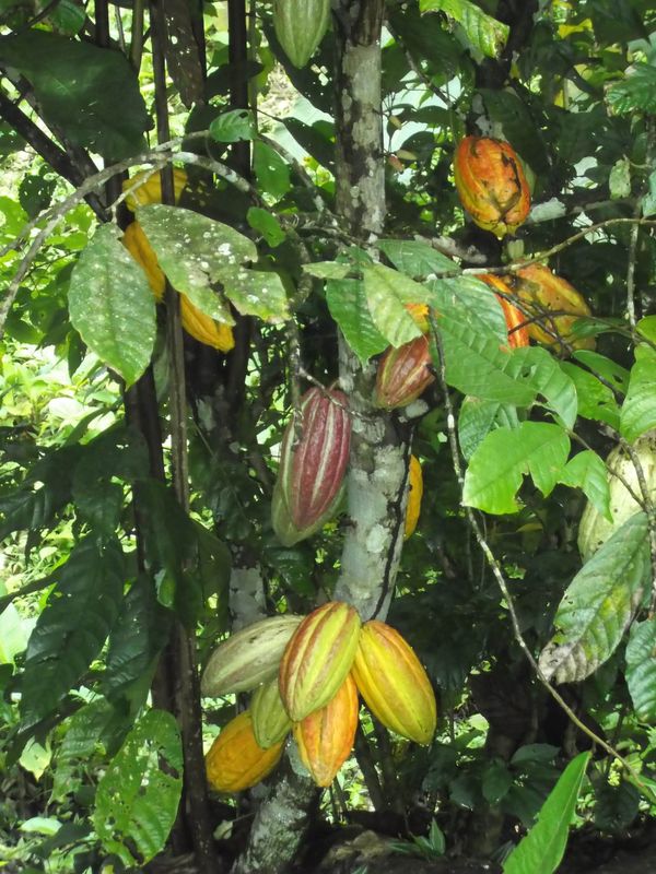 Overcoming barriers to replanting cocoa trees in Ghana | SNV