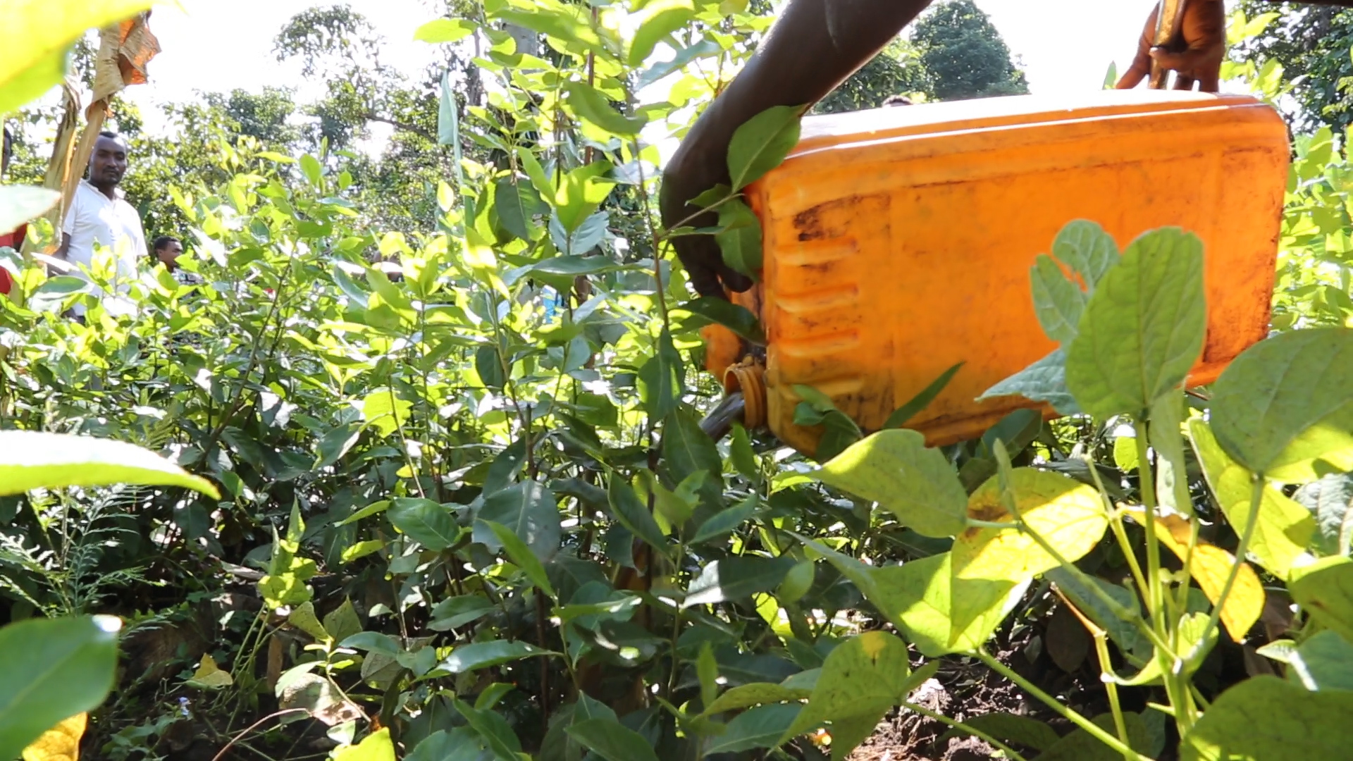 SNV supports promotion of bio-slurry as high value organic fertiliser | SNV