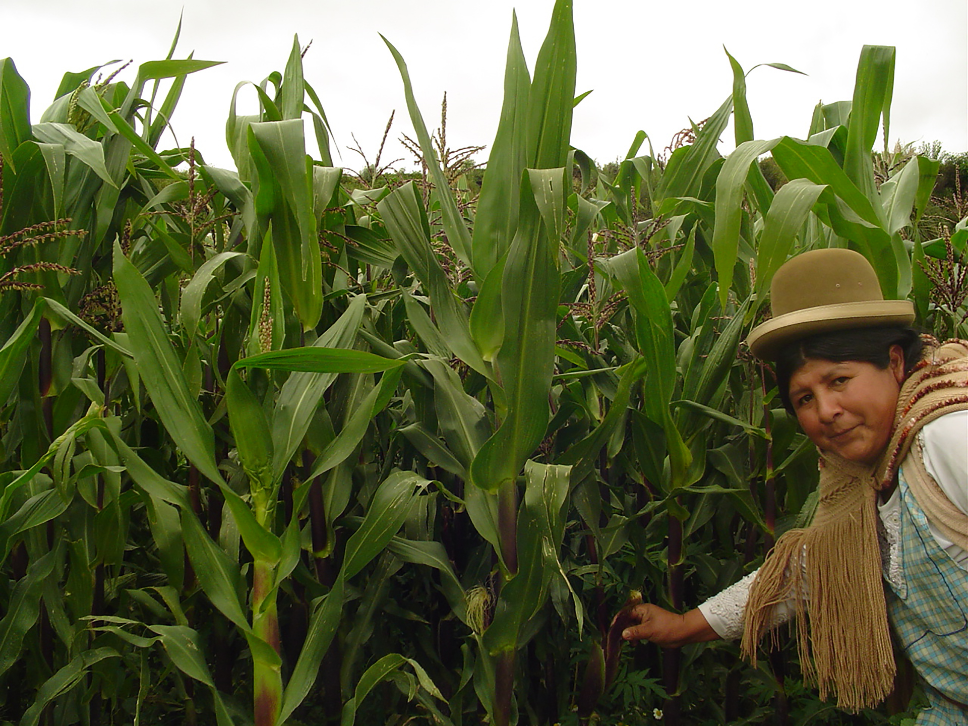 Development of Rural Business Chains | SNV