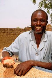 Sesame: the new 'cocoa' for Northern Ghana | SNV