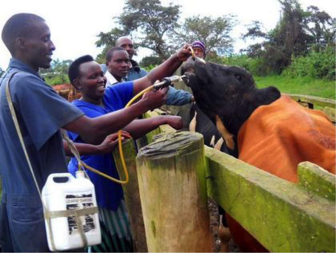 Trader-led milk chain transforming dairy businesses in South-western ...