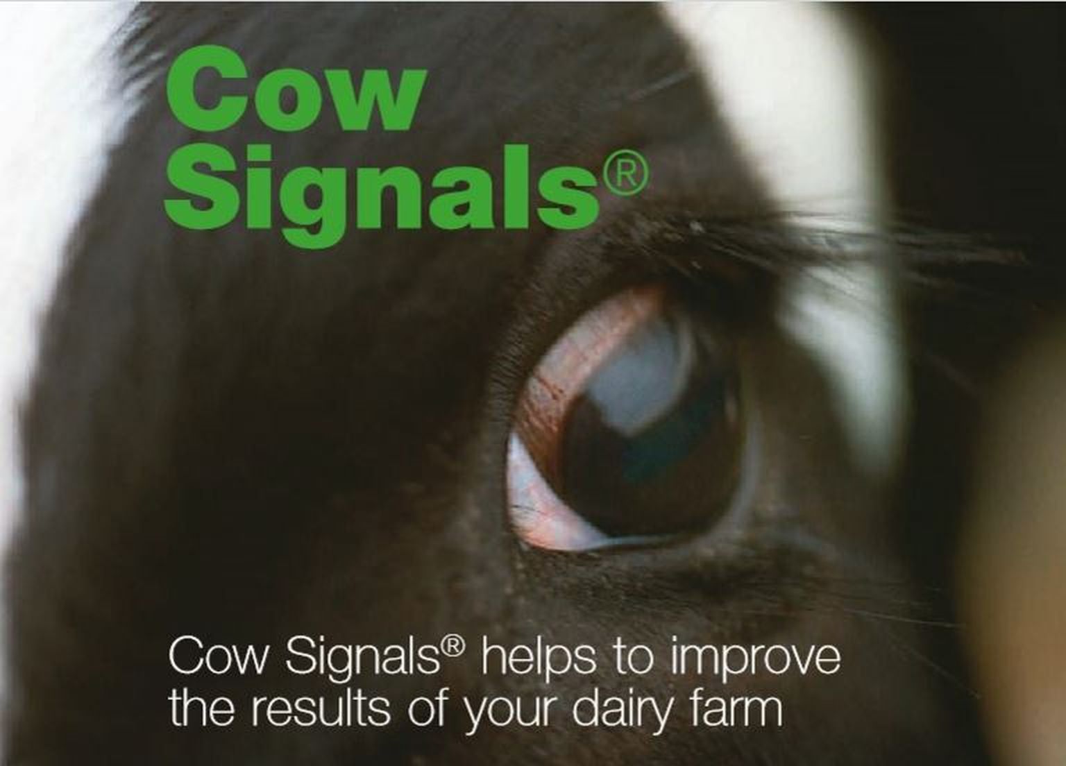 Publication of Cow Signals Guide in partnership with KMDP | SNV