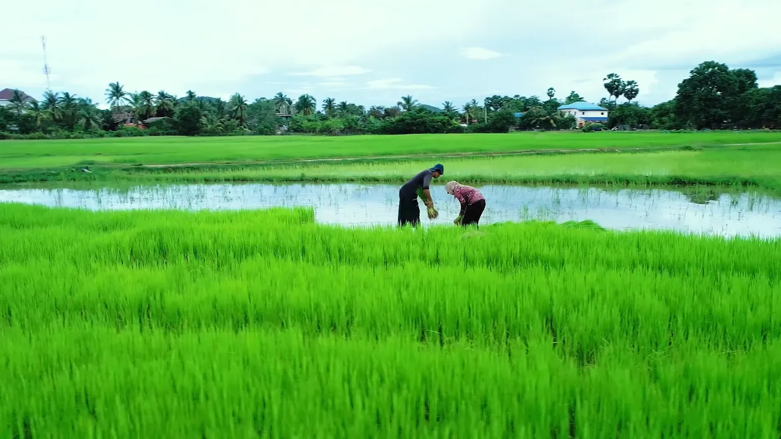 The DFCD ends the year on a high | SNV