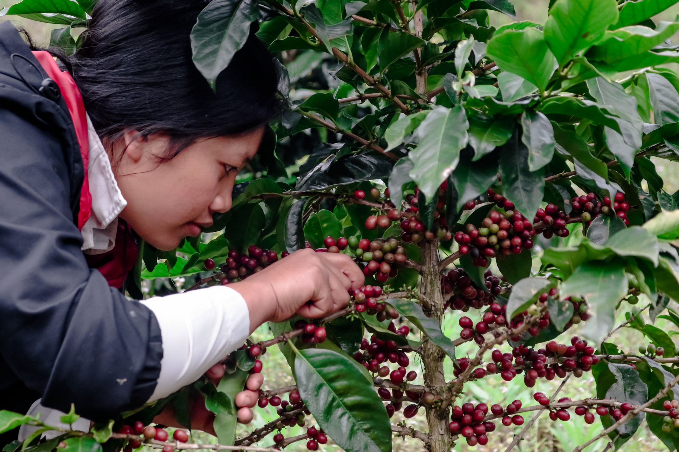 Bringing the unique taste of specialty coffee: a collective act for a ...