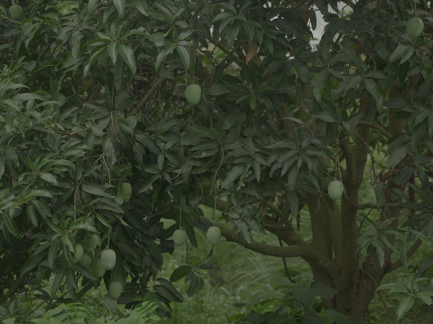 Nature's role in FSM unveiled | SNV