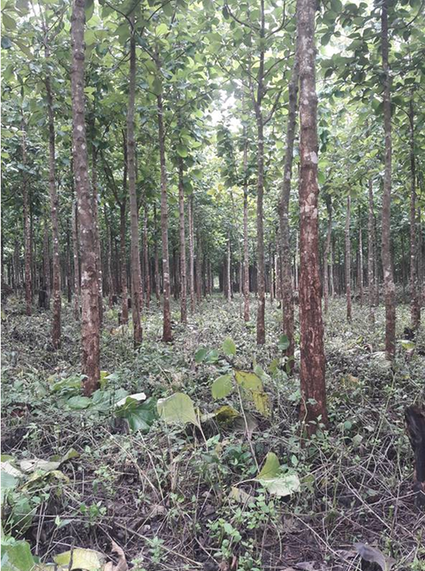 DFCD funds sustainable agroforestry in South Sudan to combat climate ...
