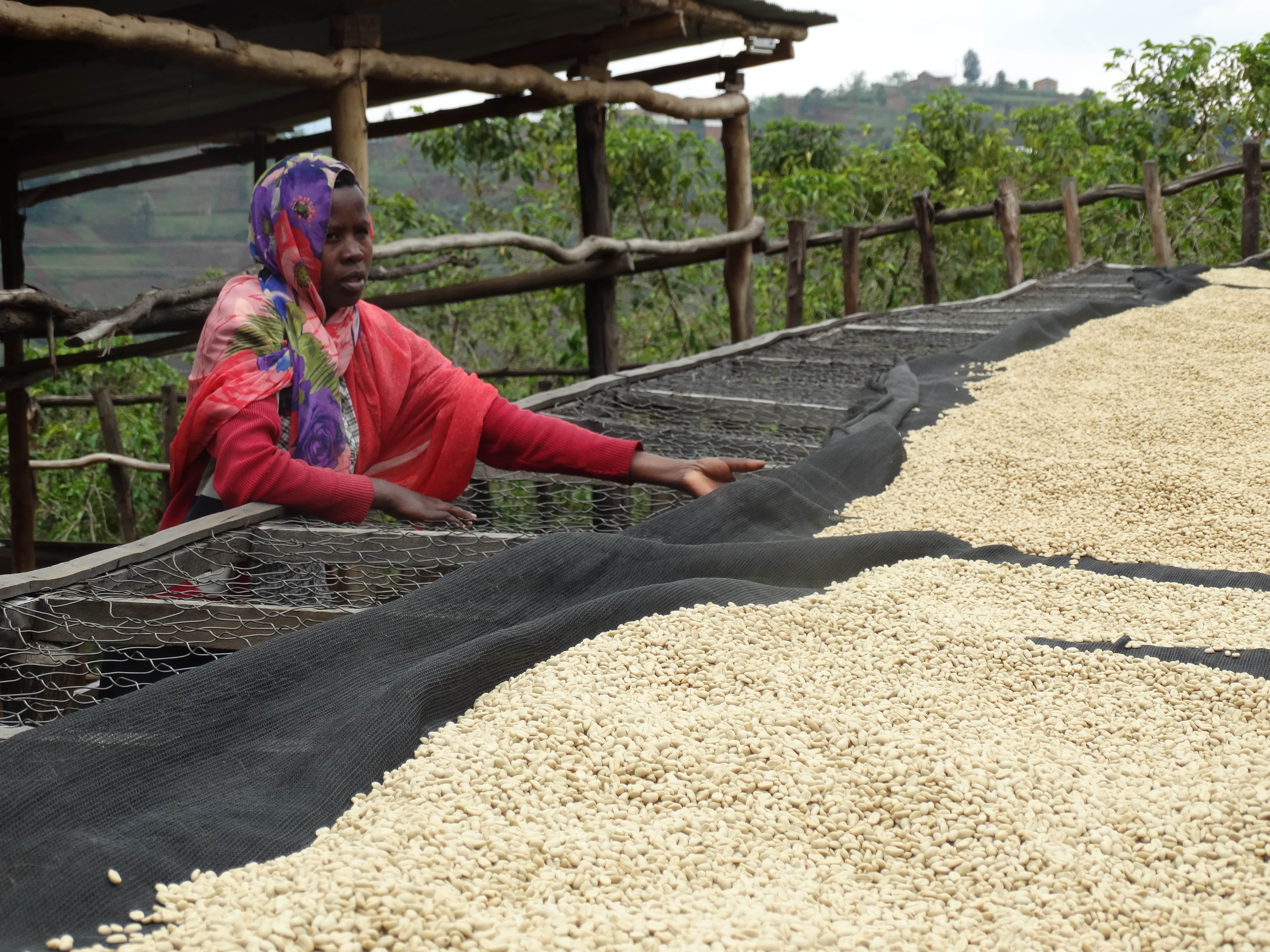 Supporting Rwandan coffee farmers to increase productivity | SNV