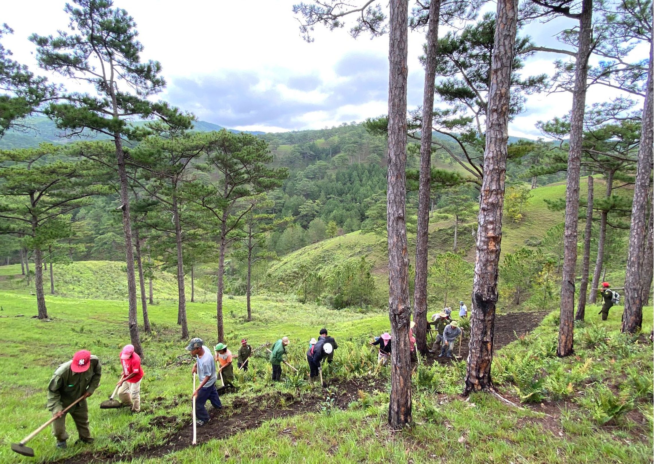 From 'more forests' to 'better forests' | SNV