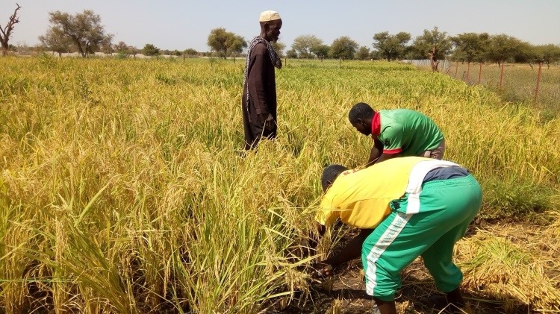 Civil society advocates for resilient rice sector in Burkina Faso ...