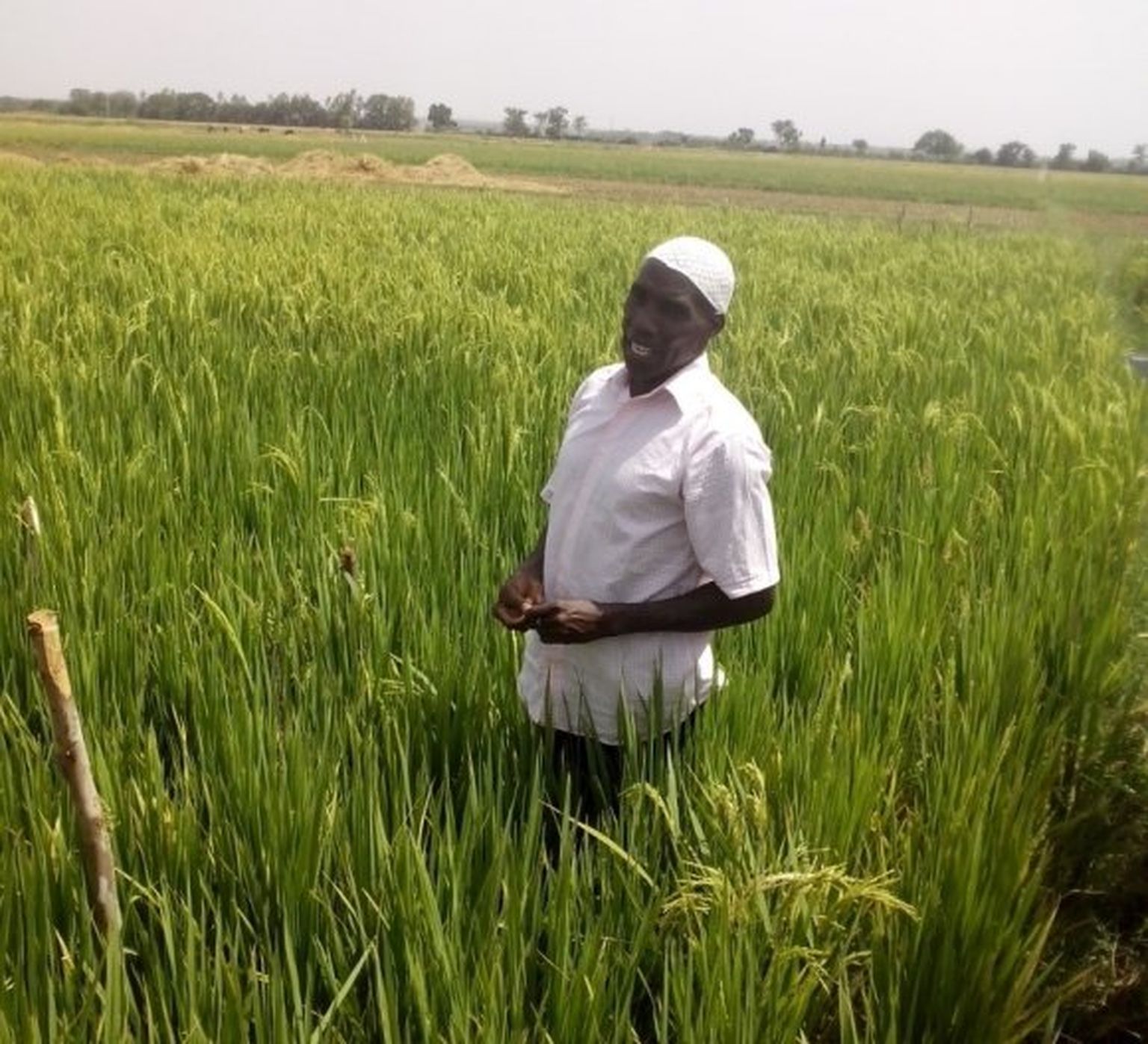 Local rice farmers can feed West Africa | SNV