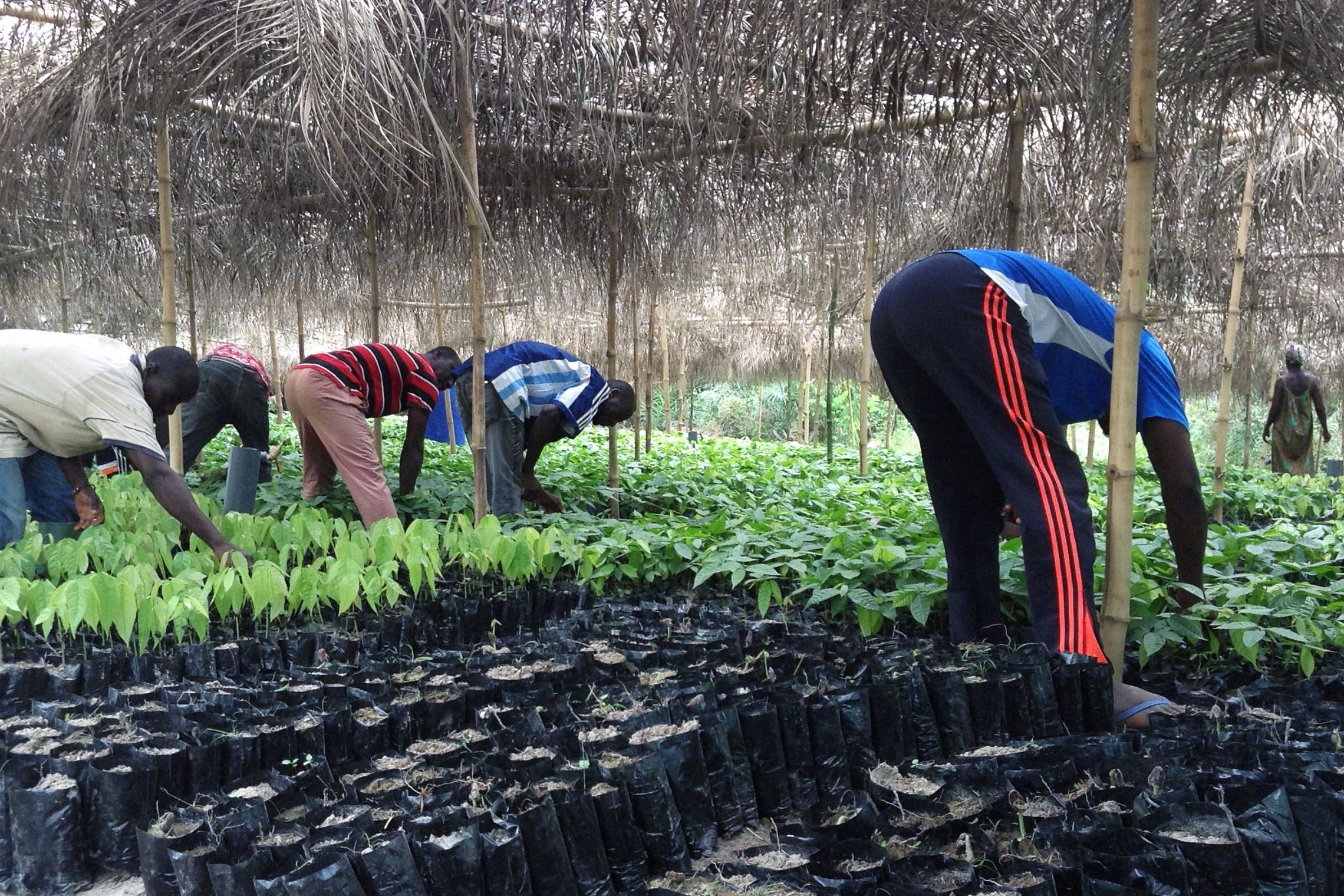 Nursing future production – towards shaded cocoa farms | SNV