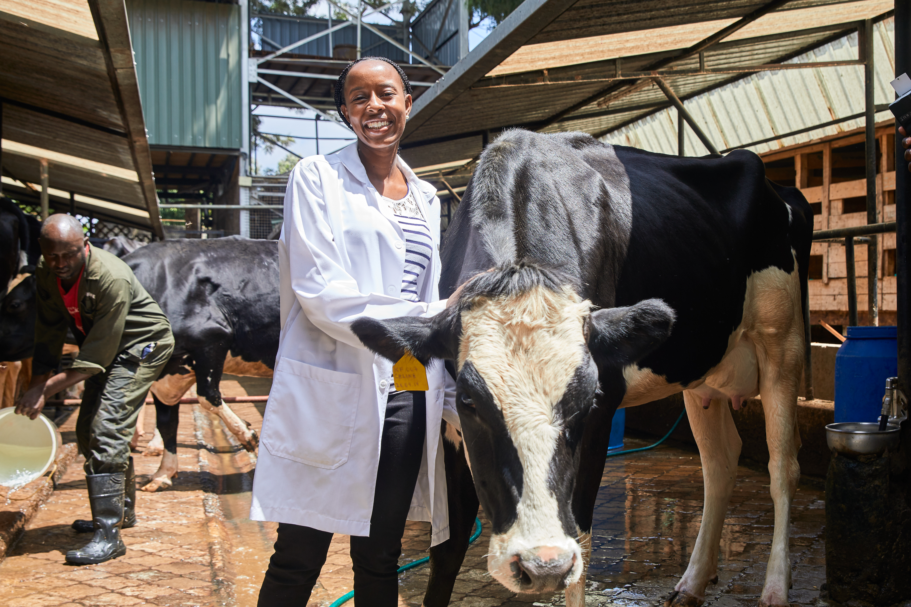 Raising milk quality and farmer resilience | SNV