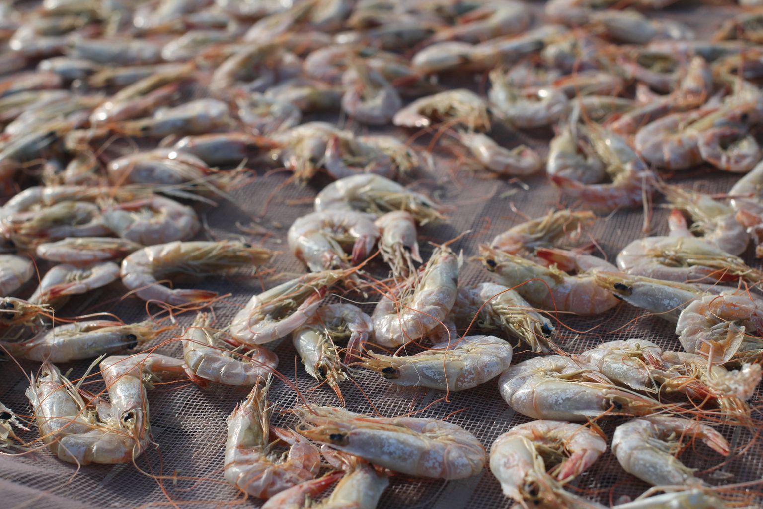 Camimex’s sustainable shrimp farming journey | SNV
