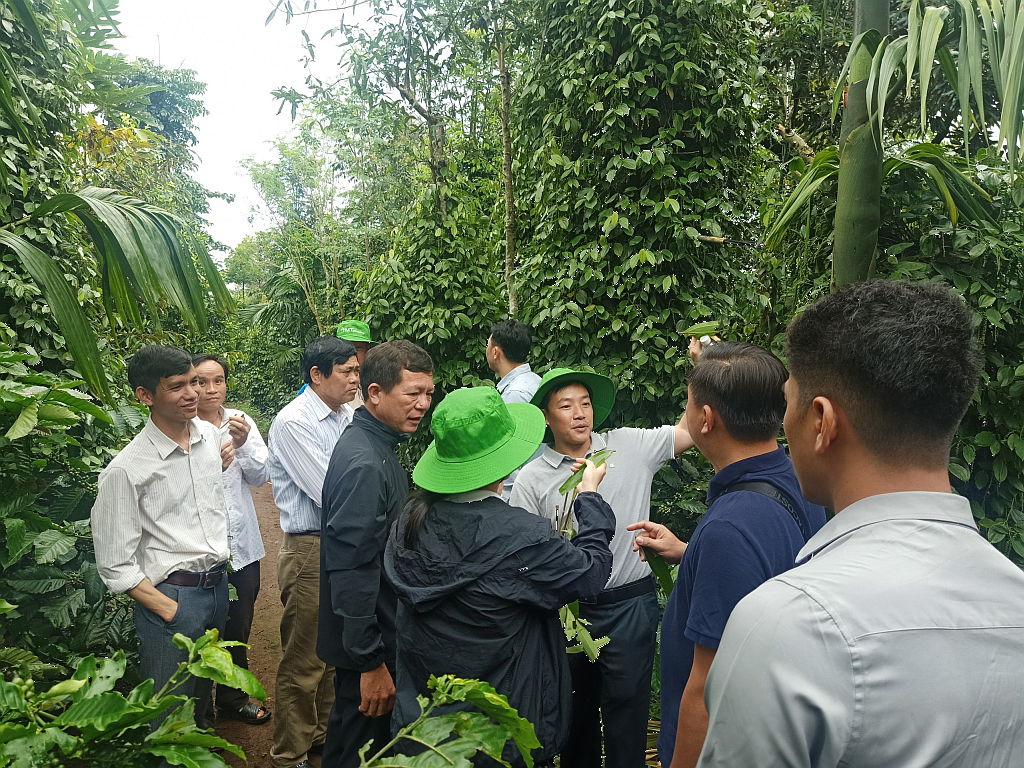 DFCD supports climate-resilient and inclusive coffee value chains in Cambodia | SNV