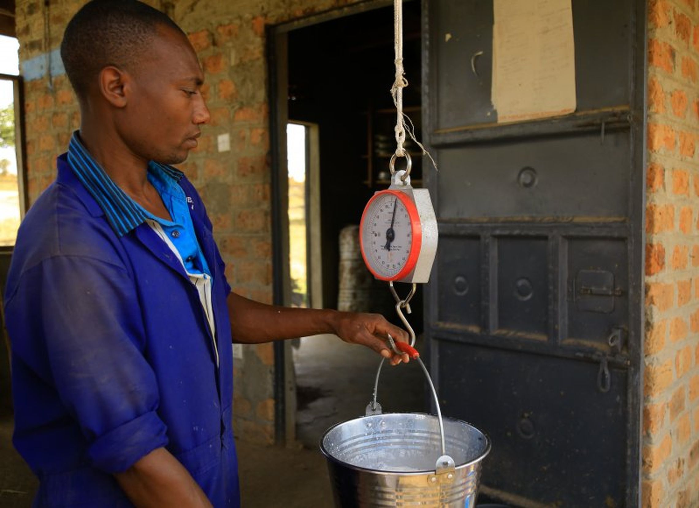 Uganda poised to become the largest dairy exporter in Africa. | SNV