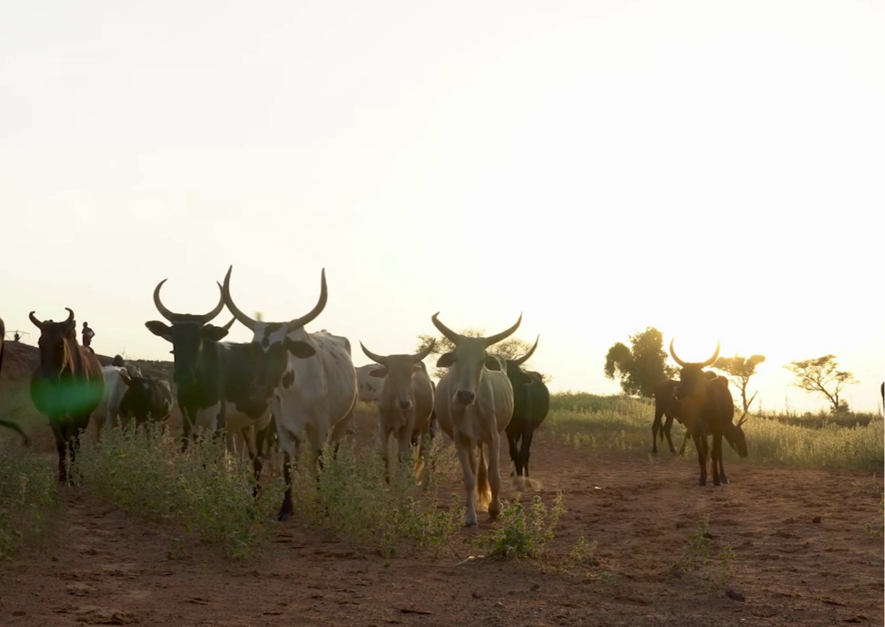 Digital Innovations for Agro-Pastoralists in Niger (IDAN) | SNV
