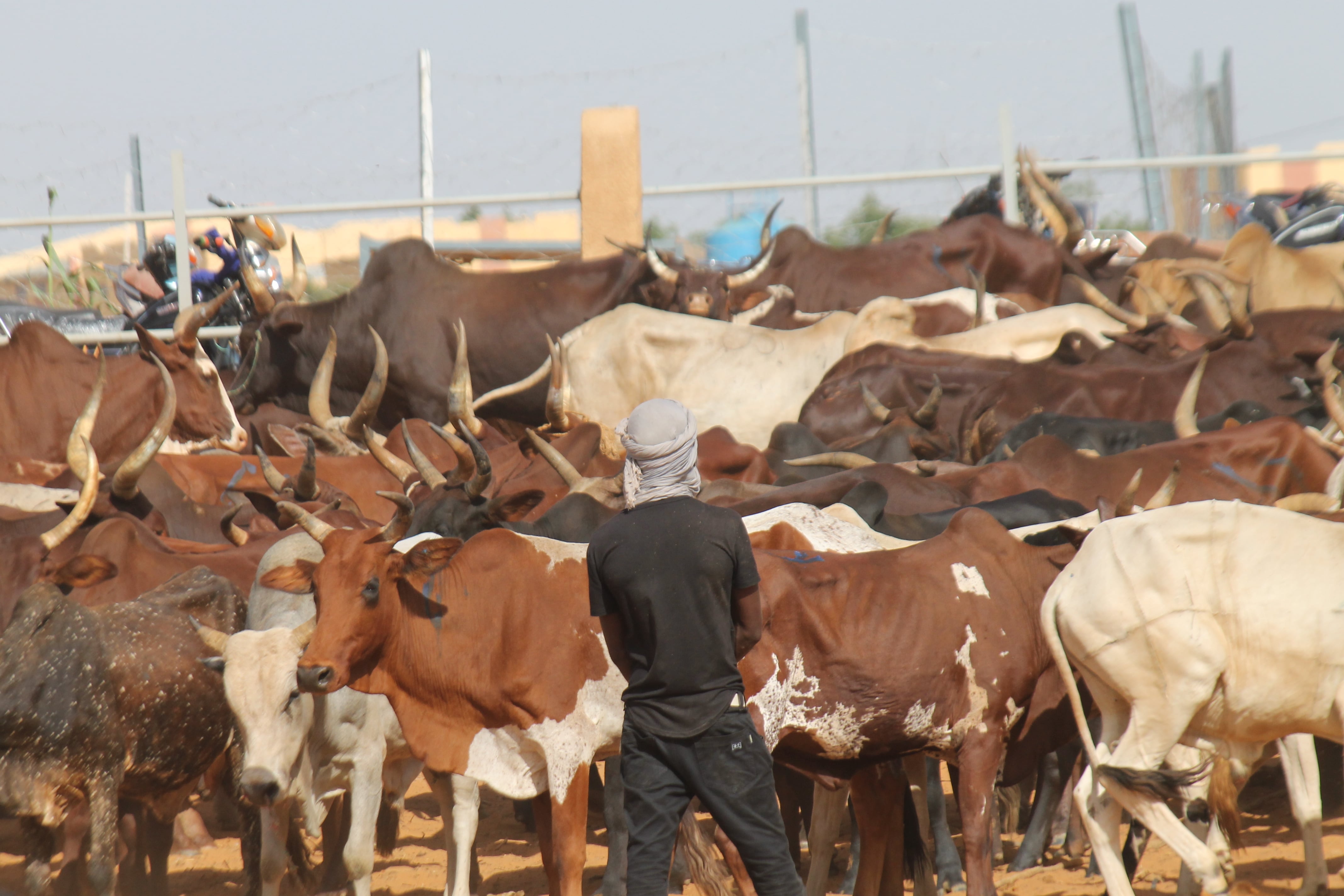 GARBAL is ready to launch in Burkina Faso | SNV