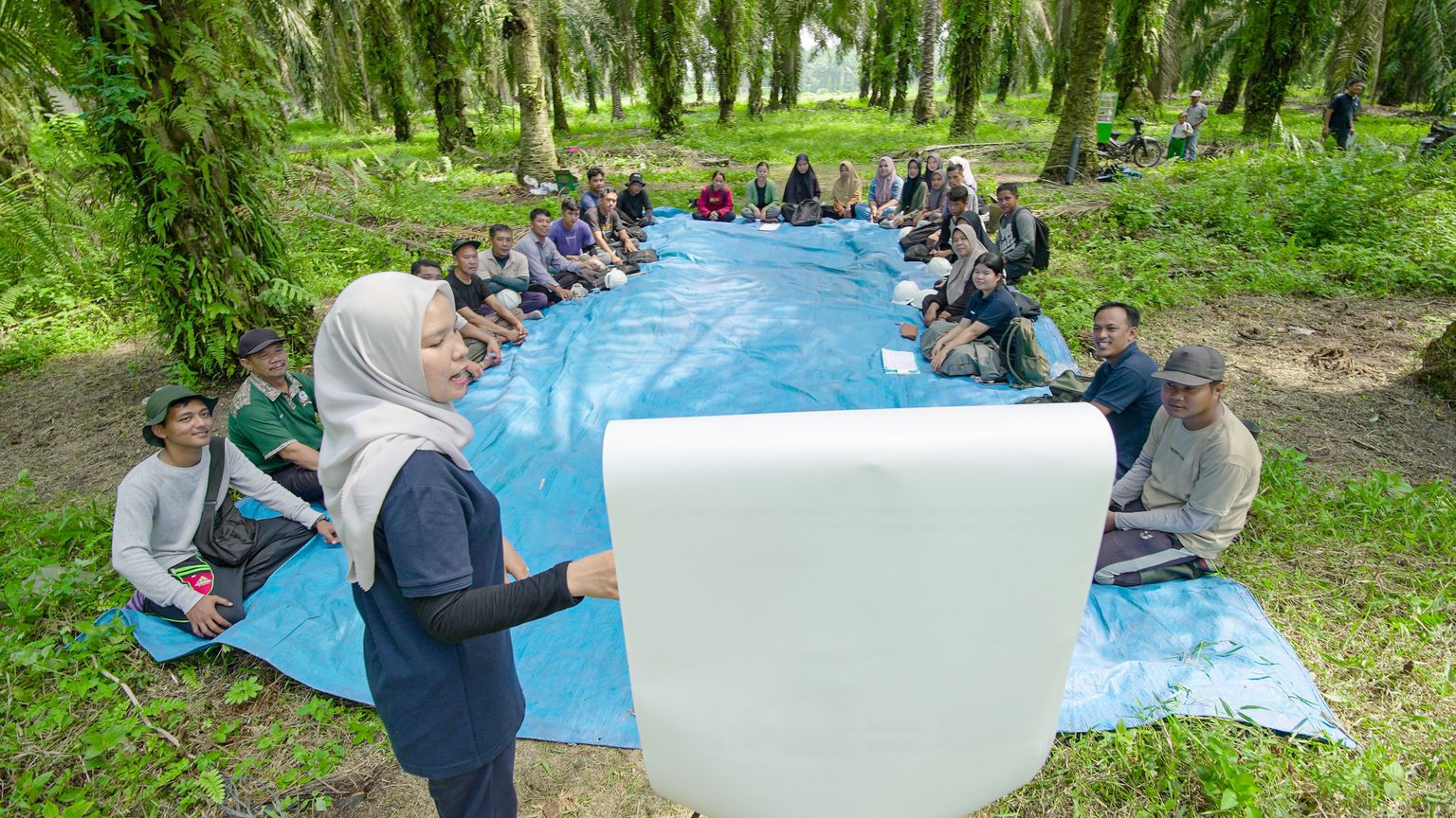 Towards sustainable palm oil production in north Sumatera | SNV