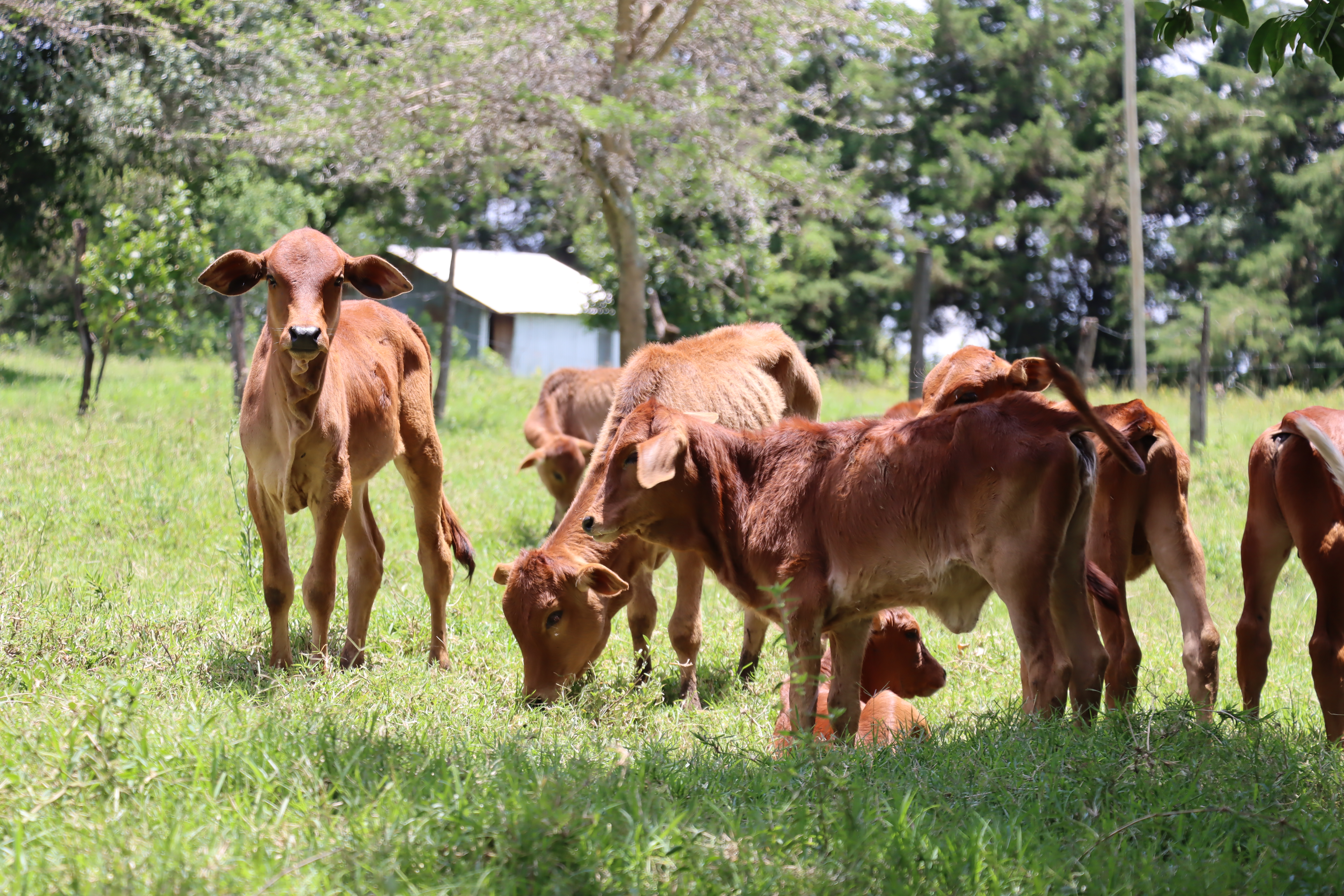Why feed strategies are crucial | SNV