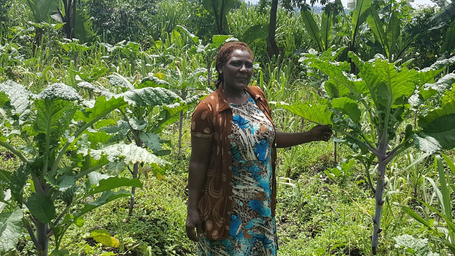 Sustaining and Scaling bio-digester markets with model bio-digester ...