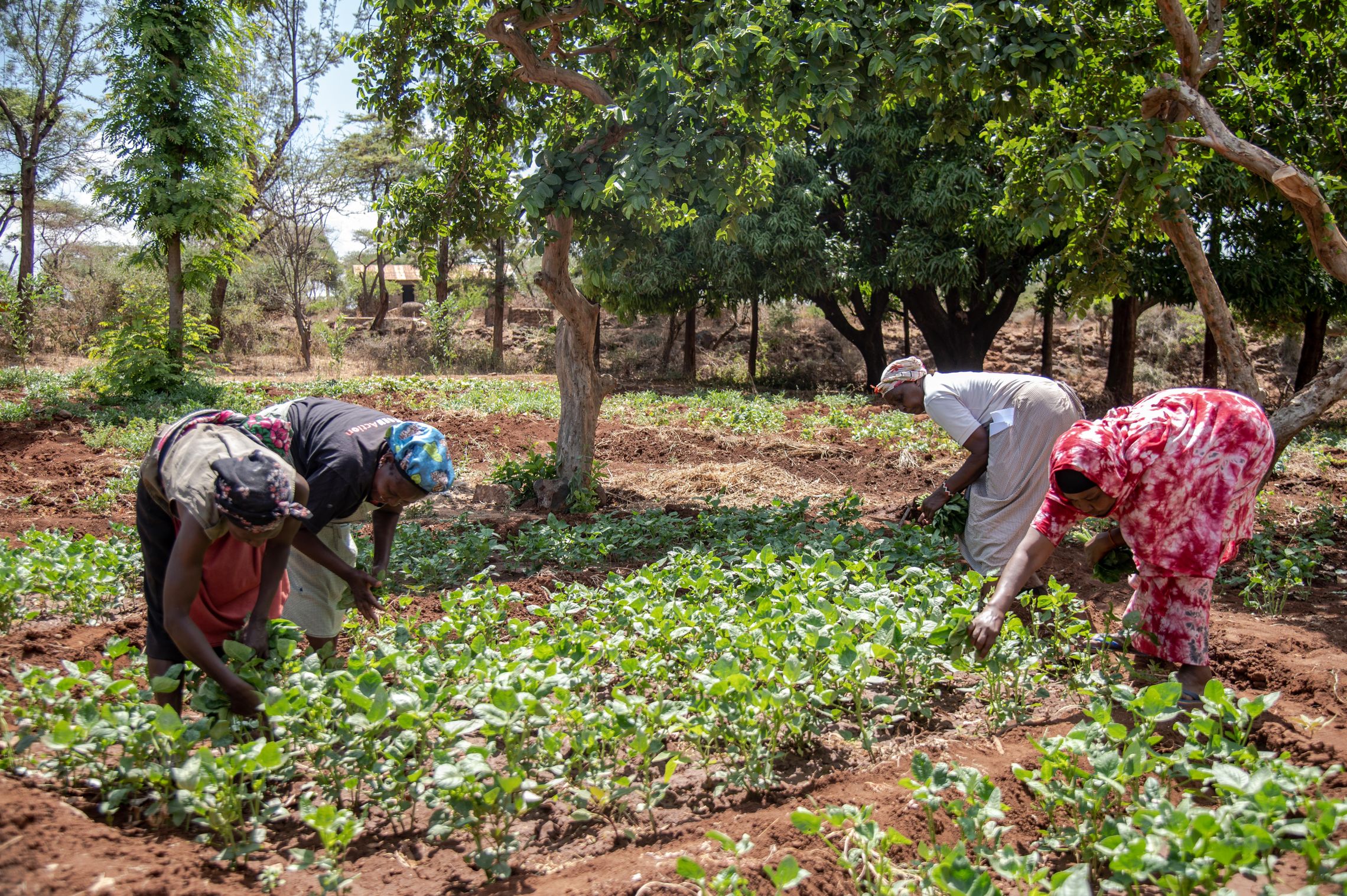 Shaping resilience: the role of Kenyan women in countering climate ...