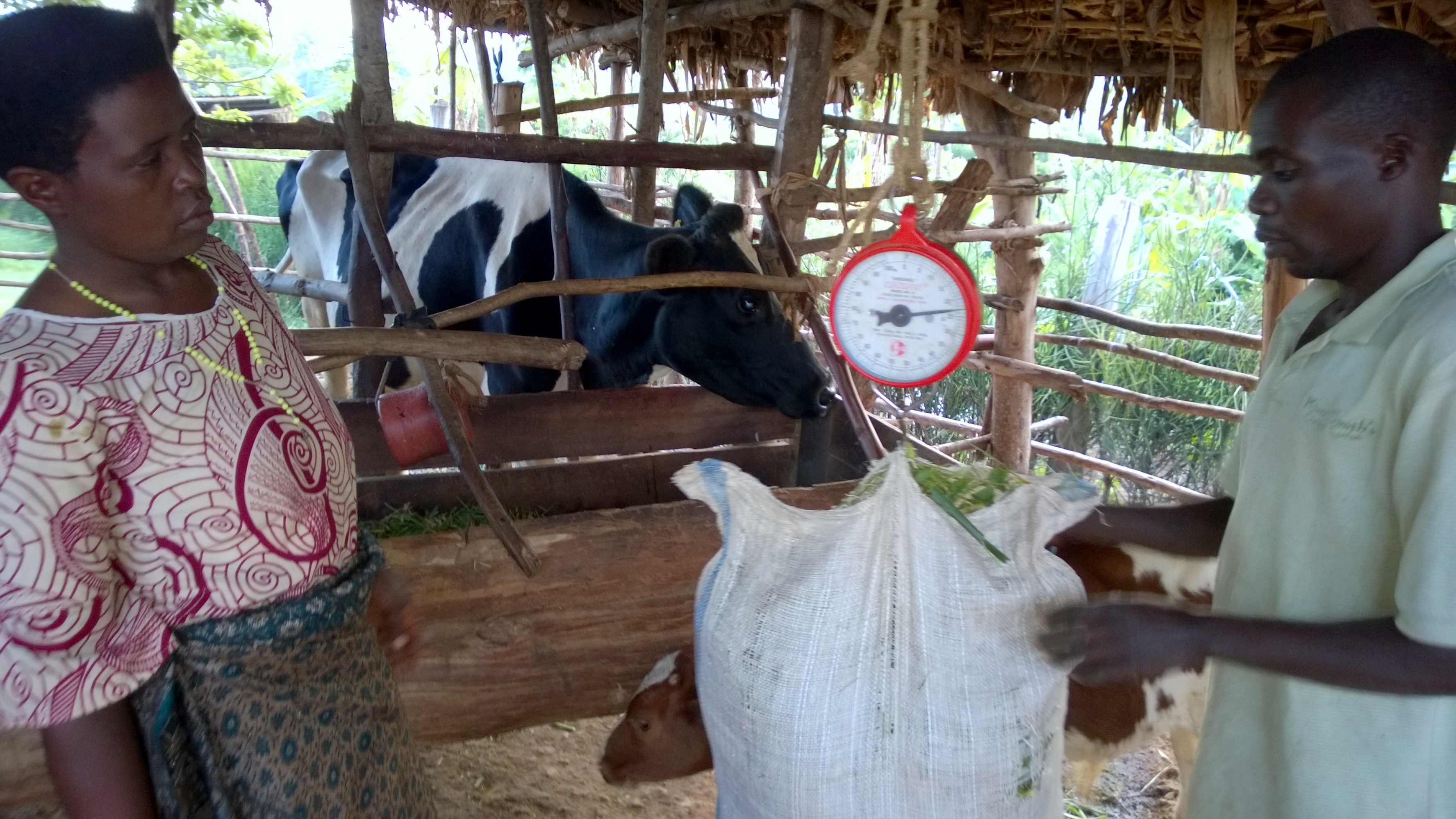 Improving dairy productivity through the establishment of Practical ...