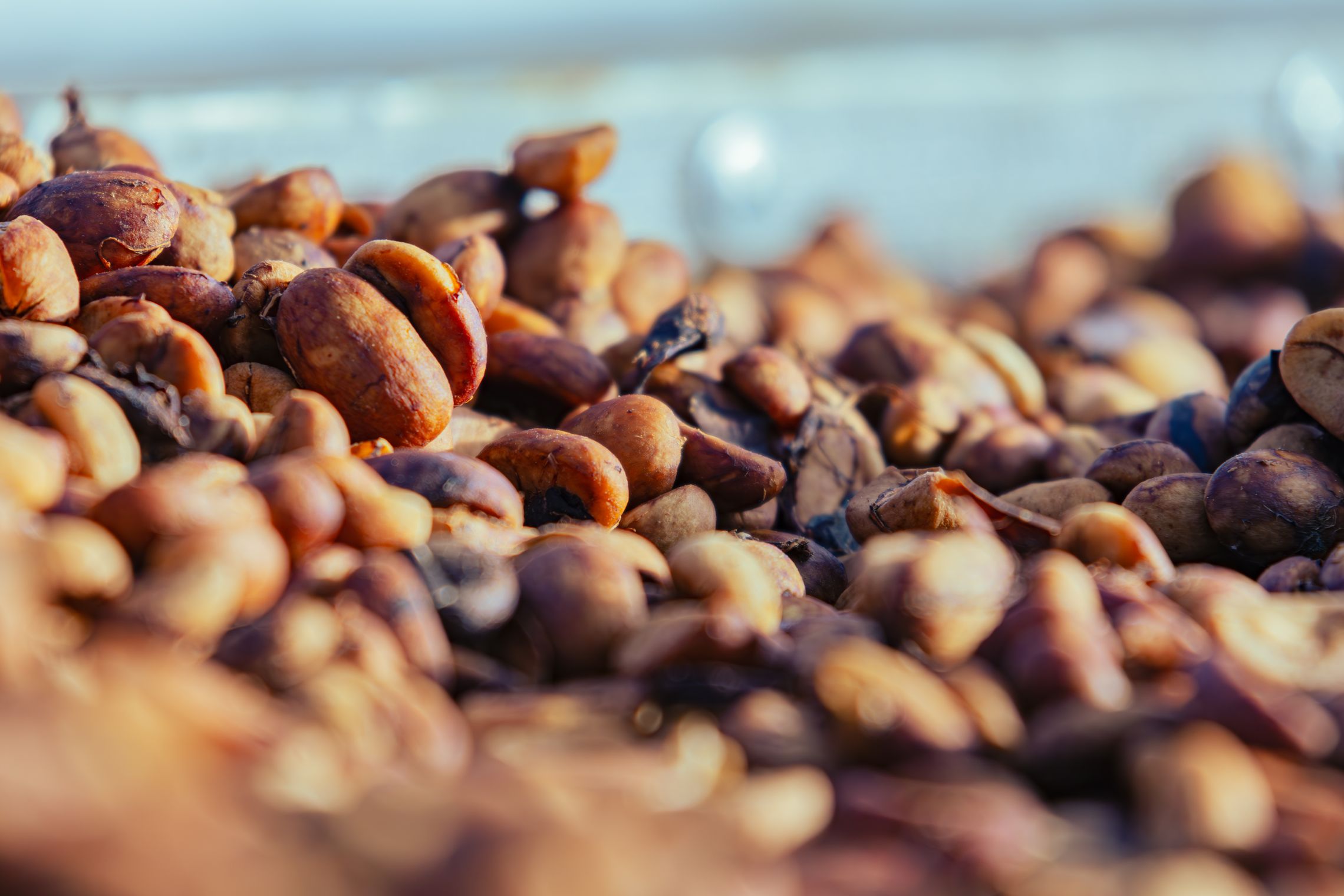 DFCD supports deforestation-free coffee practices in Vietnam | SNV